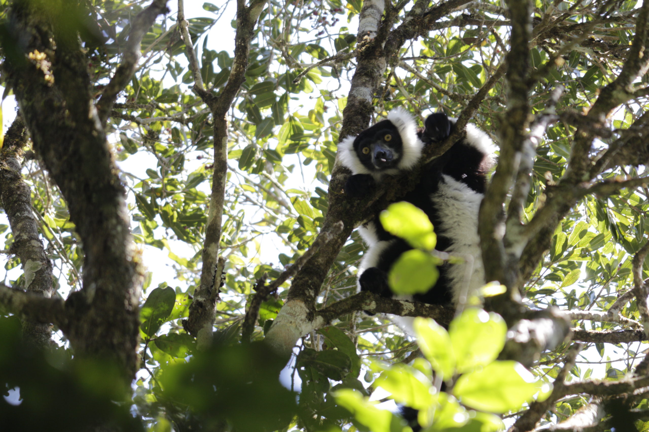 Zava-dehibe ny fisian'ny varika any anaty ala - Lemur Conservation Network