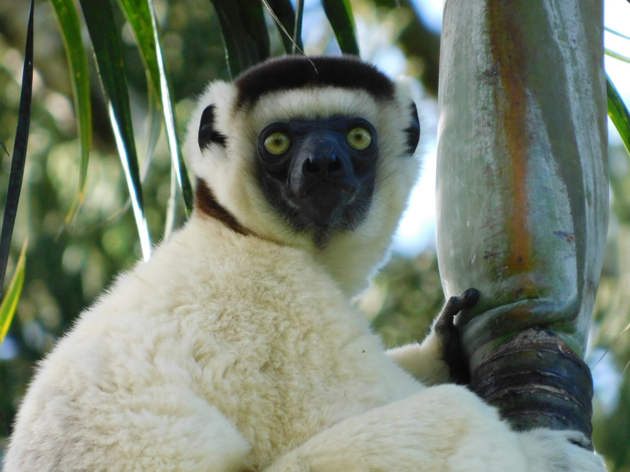 Fiarovana ny varika ve? manampy amin'ny asa fivelomana maro eny ifotony ...