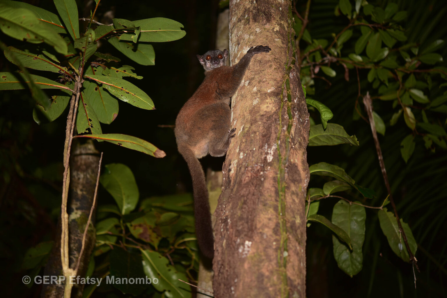 Fiarovana ny varika sy fitantanana ny ala ao Manombo- tetikasa ataon’i ...