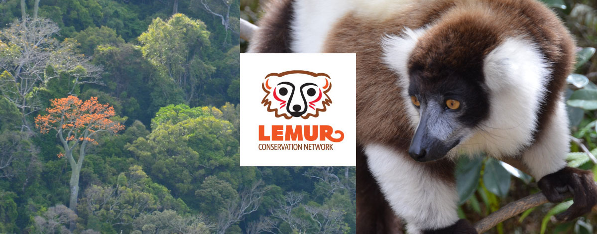 Home - Lemur Conservation Network